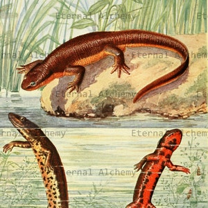 Newts and Salamanders Collection 20 High Resolution Vintage Digital ...
