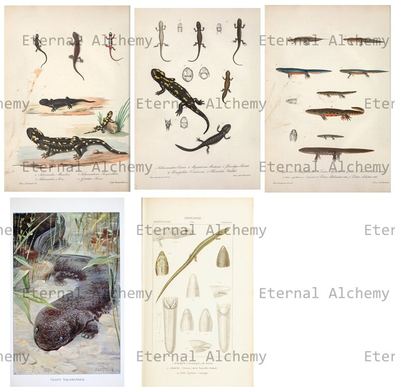 Newts and Salamanders Collection 20 High Resolution Vintage Digital ...