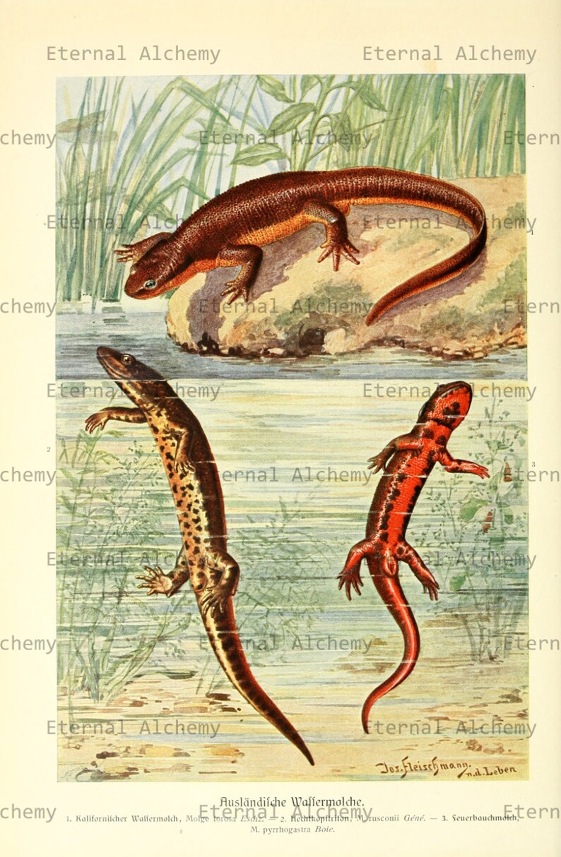 Newts and Salamanders Collection 20 High Resolution Vintage Digital ...