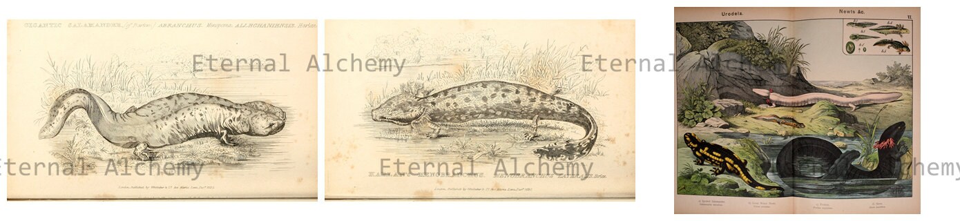 Newts and Salamanders Collection 20 High Resolution Vintage Digital ...