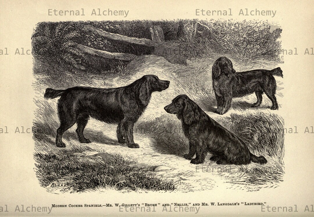 Spaniels: Cocker, Clumber, Field, and Sussex Spaniels 27 High ...