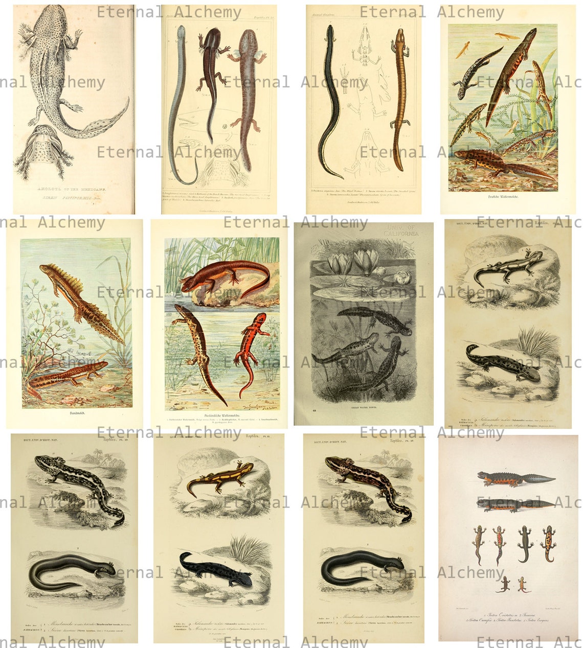Newts and Salamanders Collection 20 High Resolution Vintage Digital ...