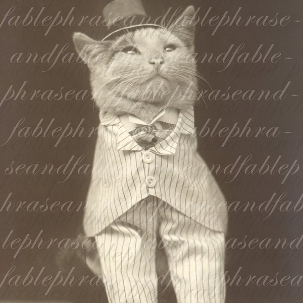 Dapper Cat - Etsy