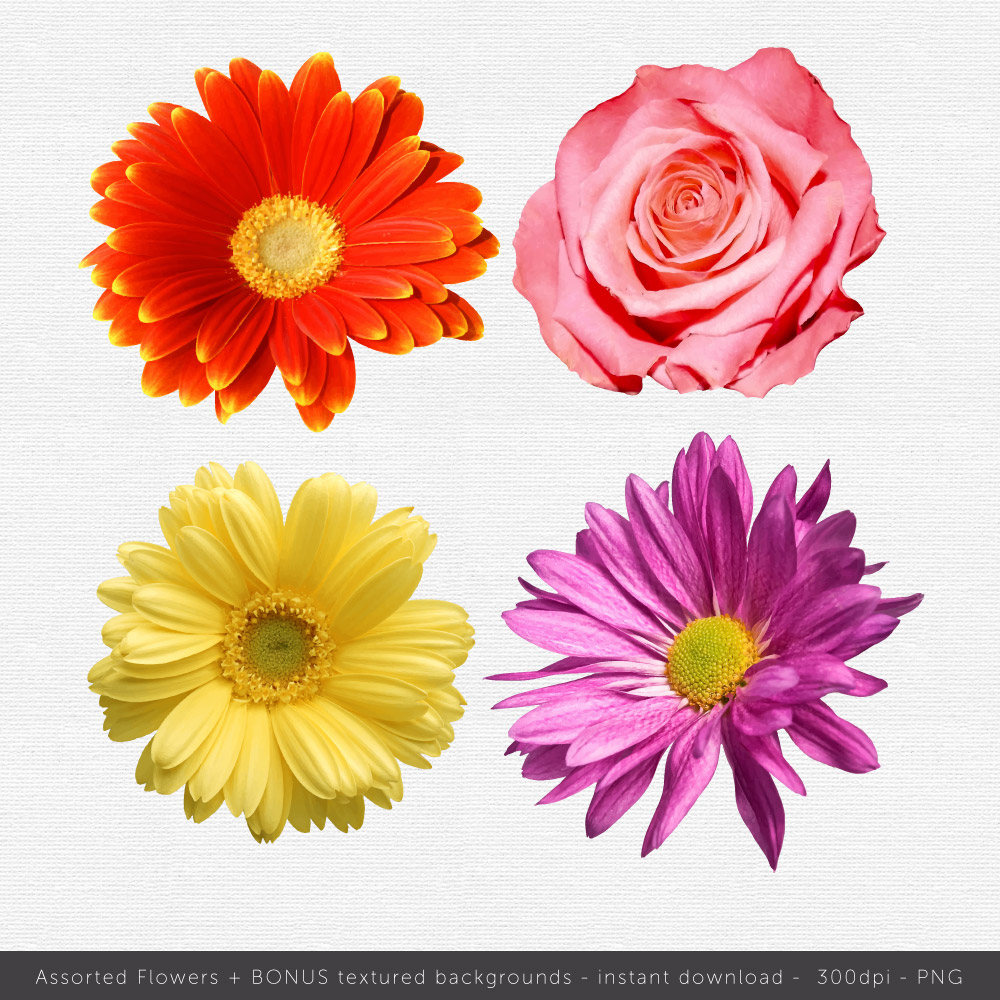 Realistic Flowers Clip Art - Plus Bonus Textured Backgrounds - Rose ...