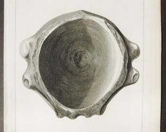 Ichthyosaurus | Etsy