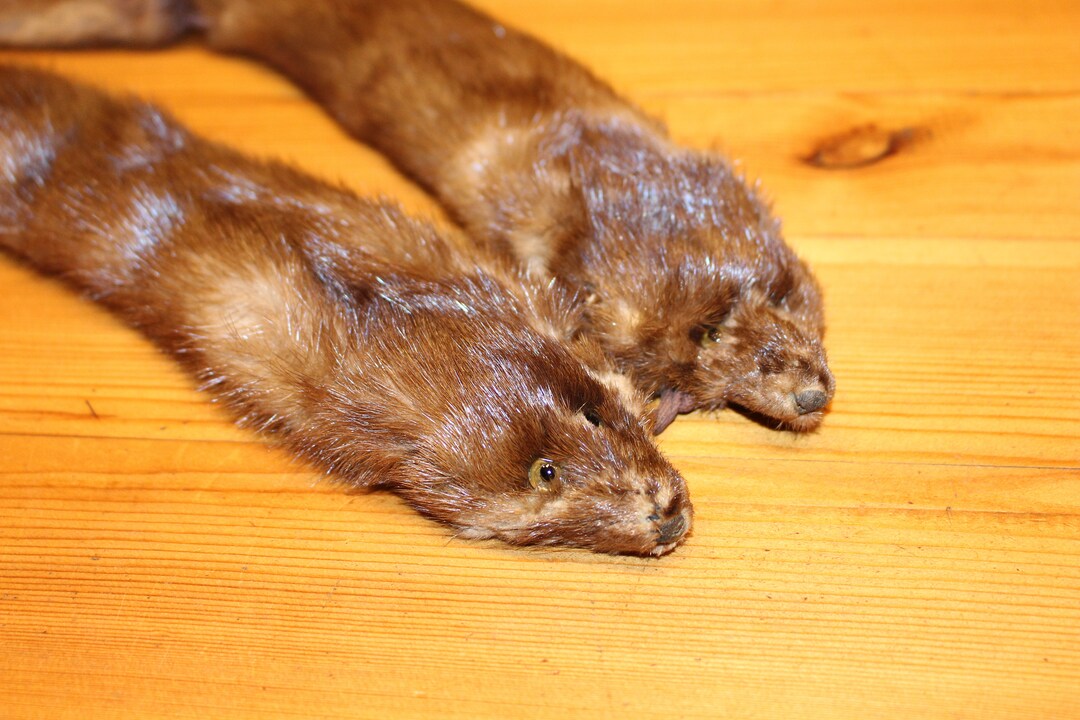Vintage Mink Pelt With Eyes Mink Fur Set of 2 Real Mink Pelt Mink Skins ...