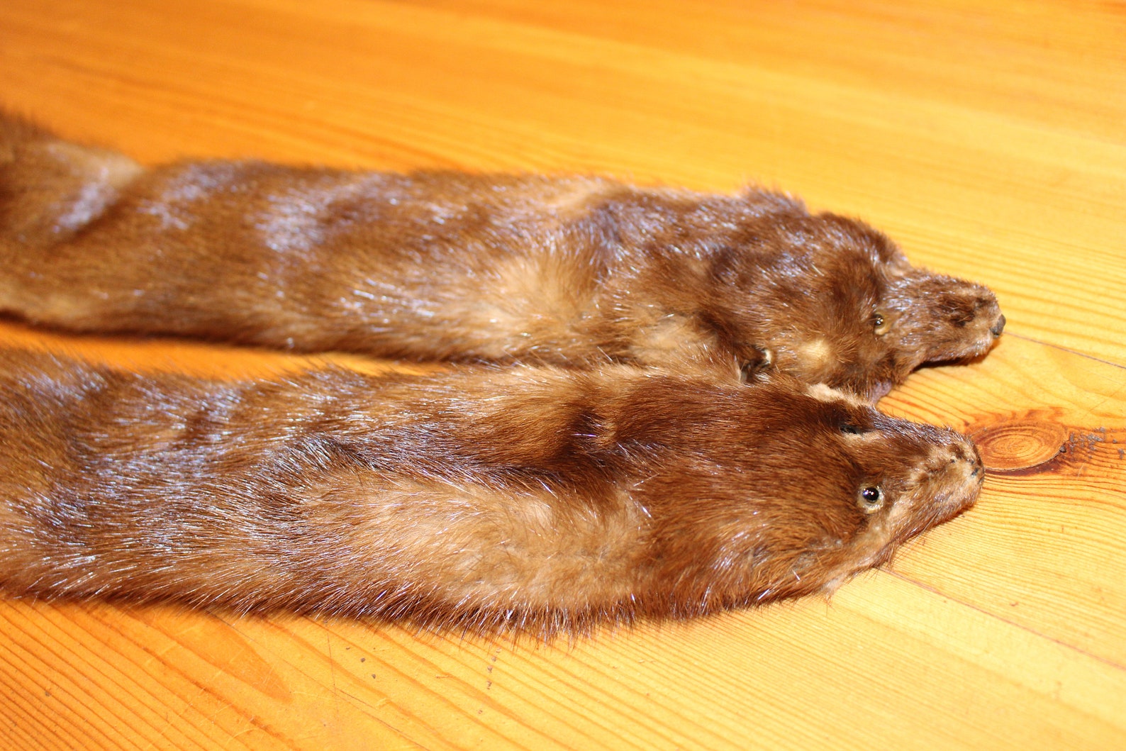 Vintage Mink Pelt With Eyes Mink Fur Set of 2 Real Mink Pelt | Etsy