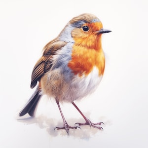 Three English Red Robin Redbreast Watercolor Illustrations, JPG ...