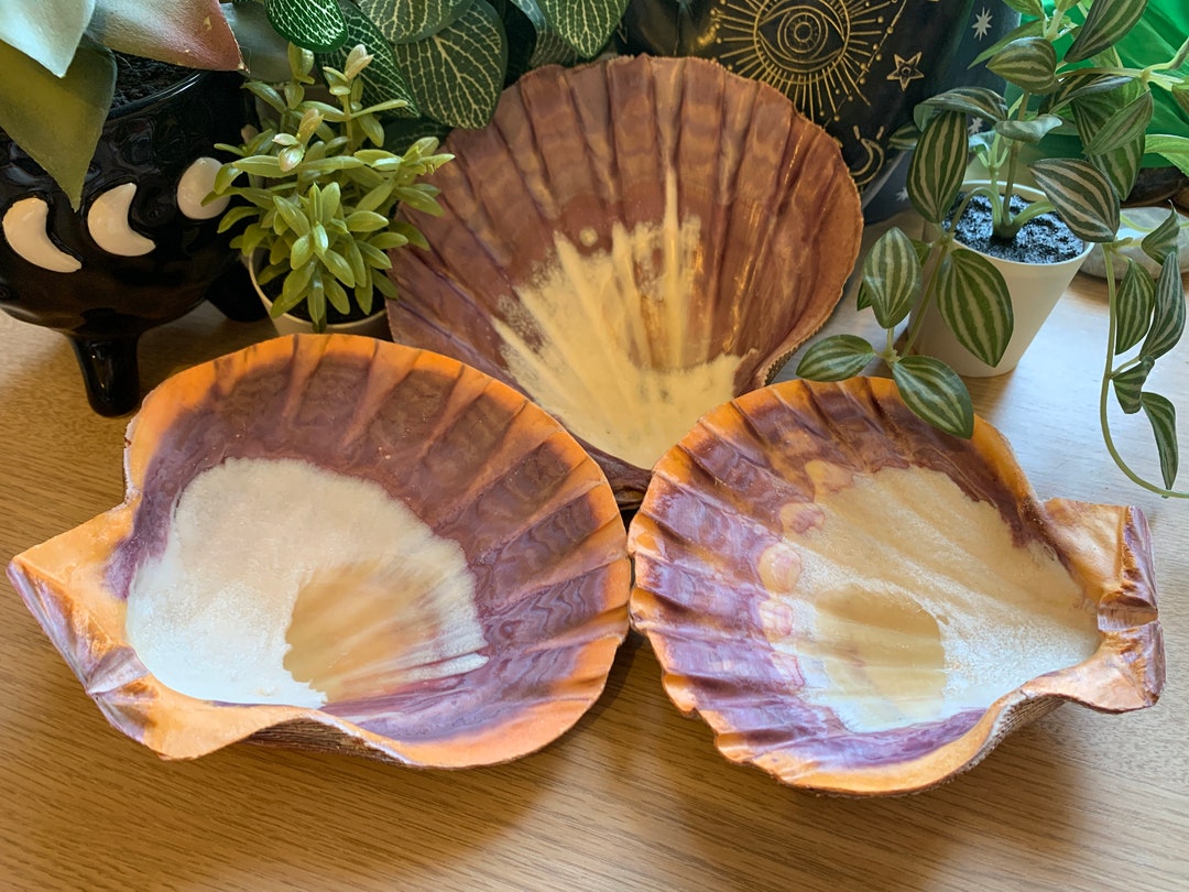 Large Natural Clam / Scallop Shell, Naturally Purple and Orange - Etsy