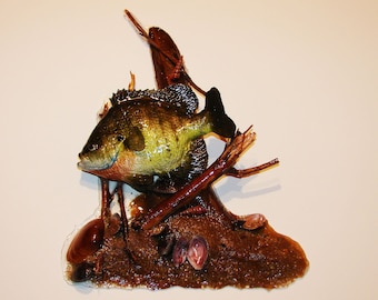 Bluegill 1/2 Mount Hand Carved Shellcracker Perch Bream Bass Catfish ...