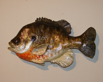 Bluegill 1/2 Mount Hand Carved Shellcracker Perch Bream Bass Catfish ...
