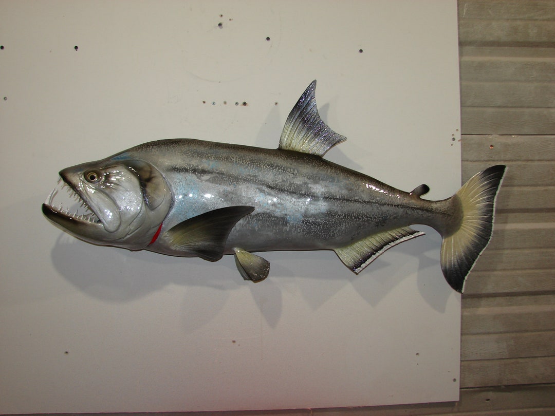 40 Payara Hand Carved Sculpted Replica Mount Wall Art Taxidermy River ...