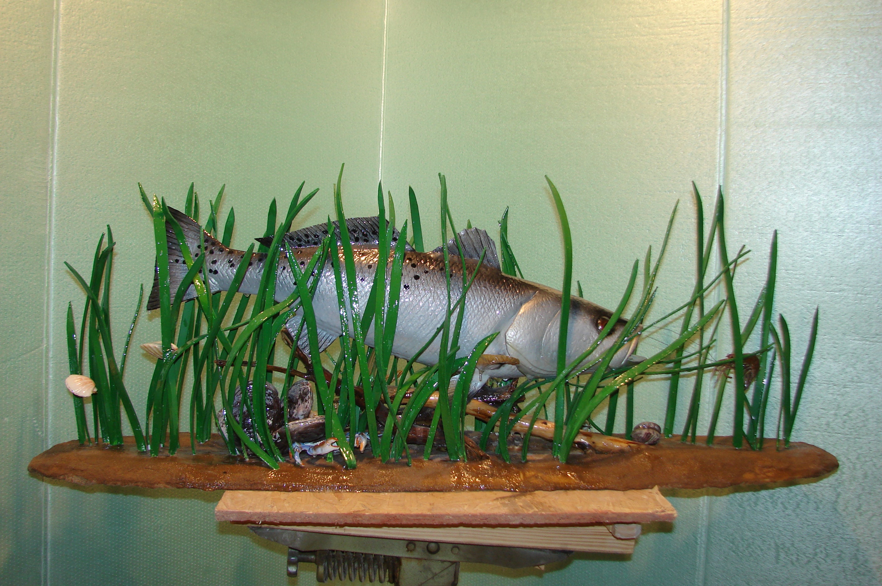 Speckled Sea Trout Hand Carved Replica Drum Sculpture Taxidermy Trophy ...