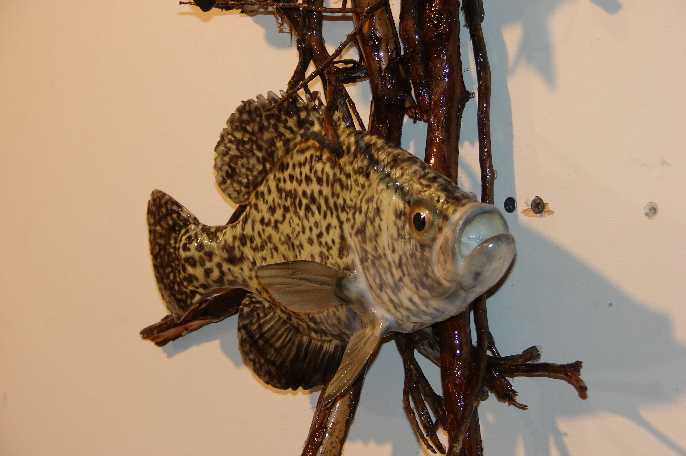 Crappie Bluegill Wall Display Bass Trout Musky River Home Decor Hand ...