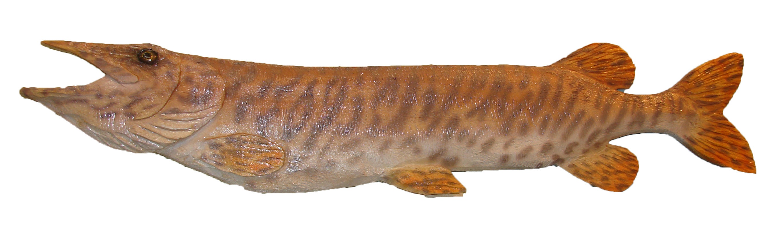 HUGE 44 Muskellunge Tiger Muskie Pike Original Wall Art by Brad Martin ...