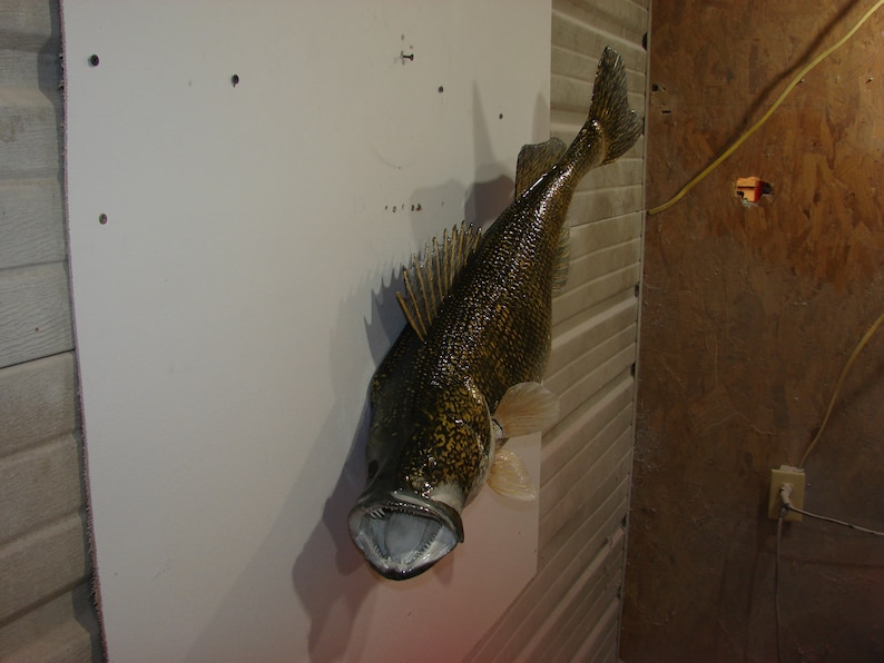 Walleye Replica Taxidermy Alternative Wall Mount Trout Pike Bass Mahi ...