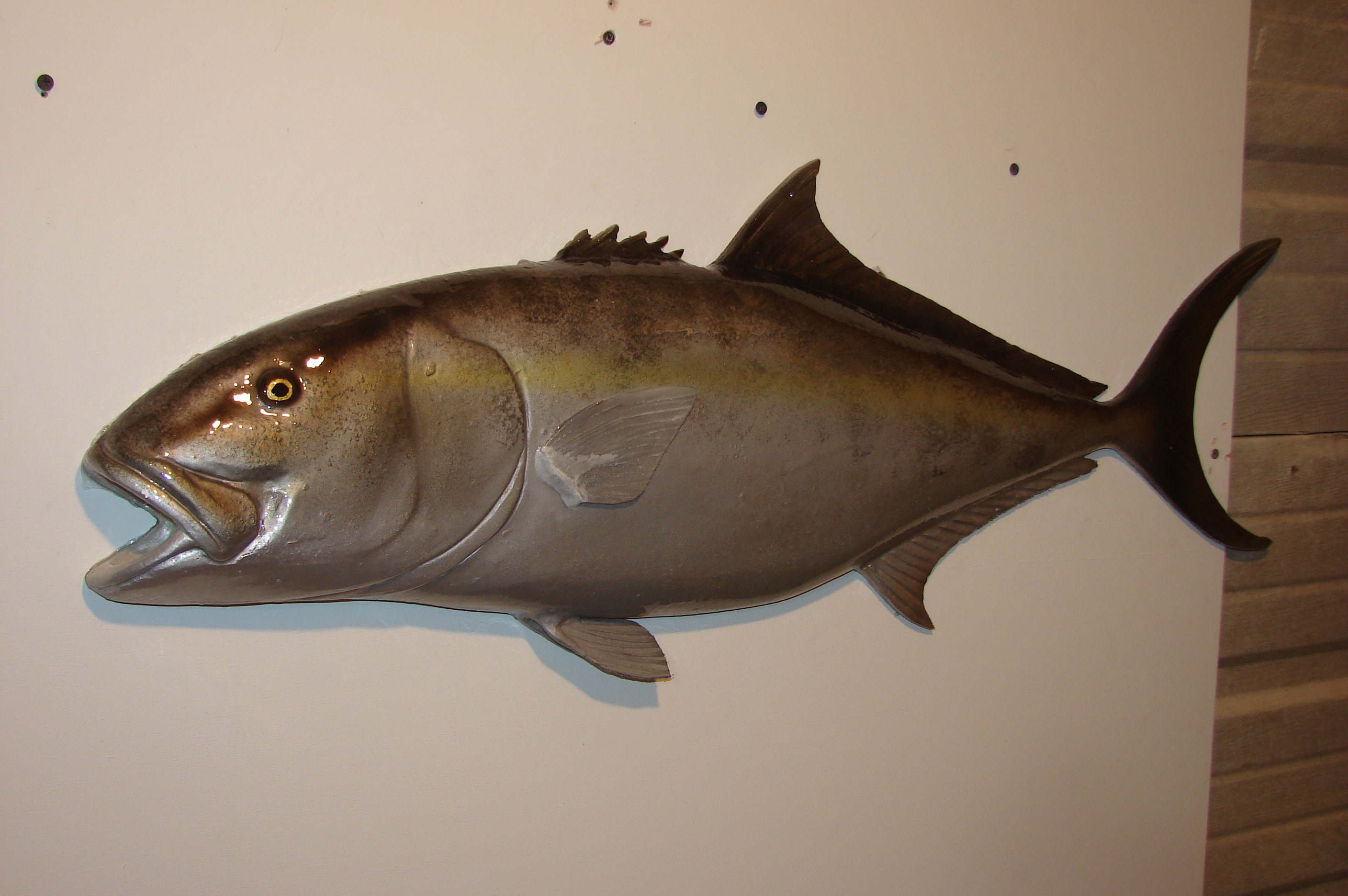 Amberjack Hand Made Wall Art Fish Mount Taxidermy Trophy - Etsy