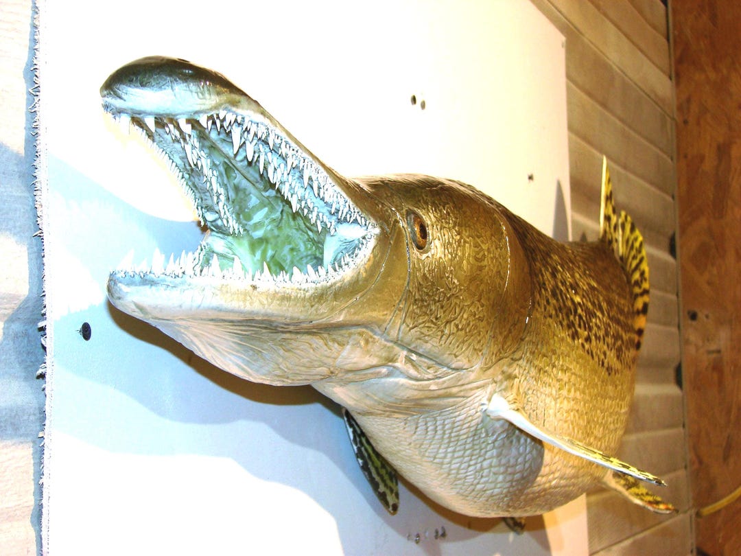 Alligator Gar Replica Mount Taxidermy Alternatives Redfish Marlin Pike ...
