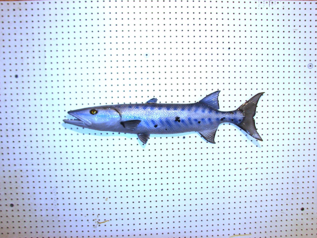 Barracuda Hand Sculpted Carved Wall Mount Signed Original Ocean Art by ...