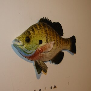 Bluegill 1/2 Mount Hand Carved Shellcracker Perch Bream Bass - Etsy