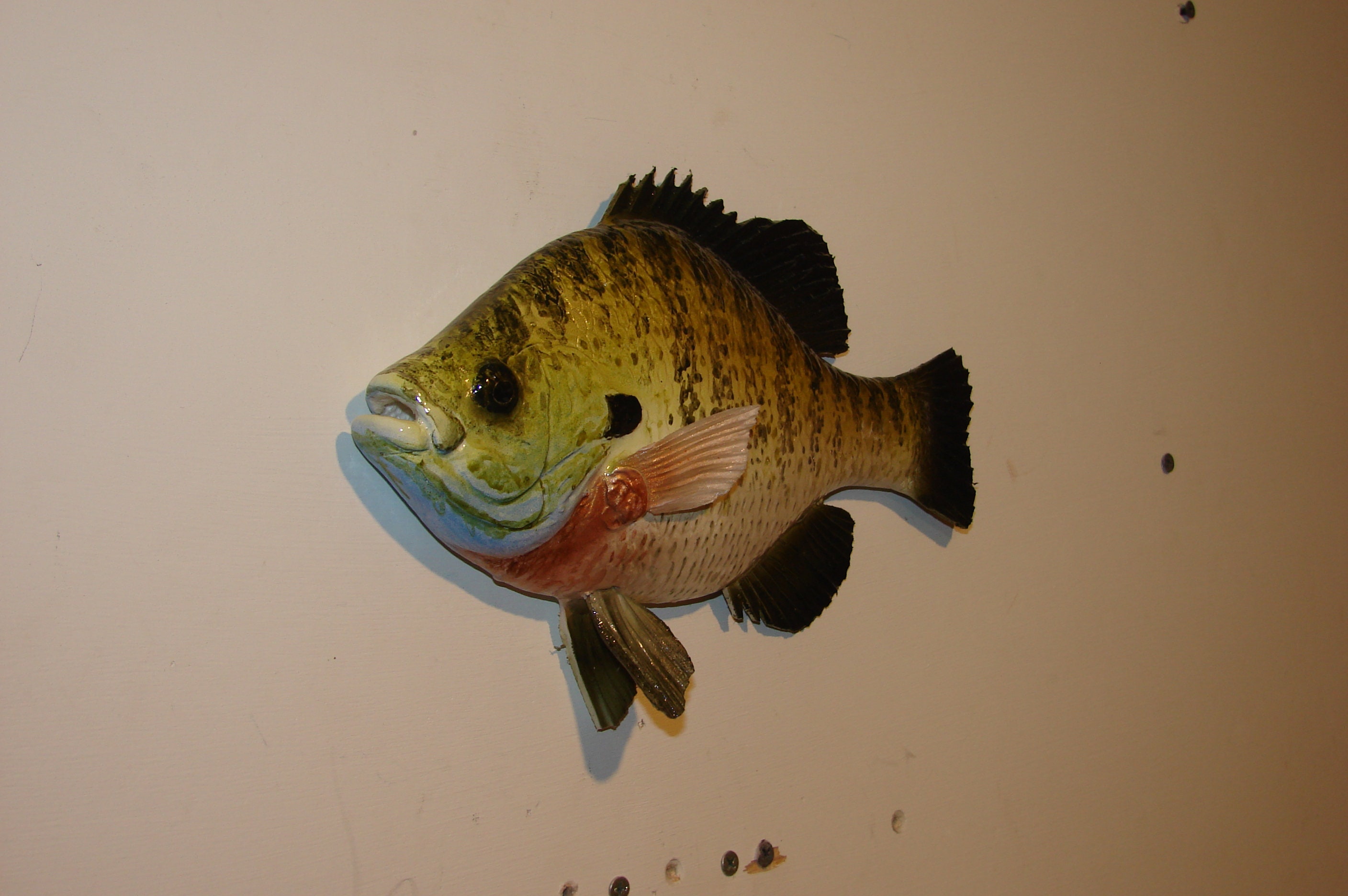 Bluegill 1/2 Mount Hand Carved Shellcracker Perch Bream Bass - Etsy