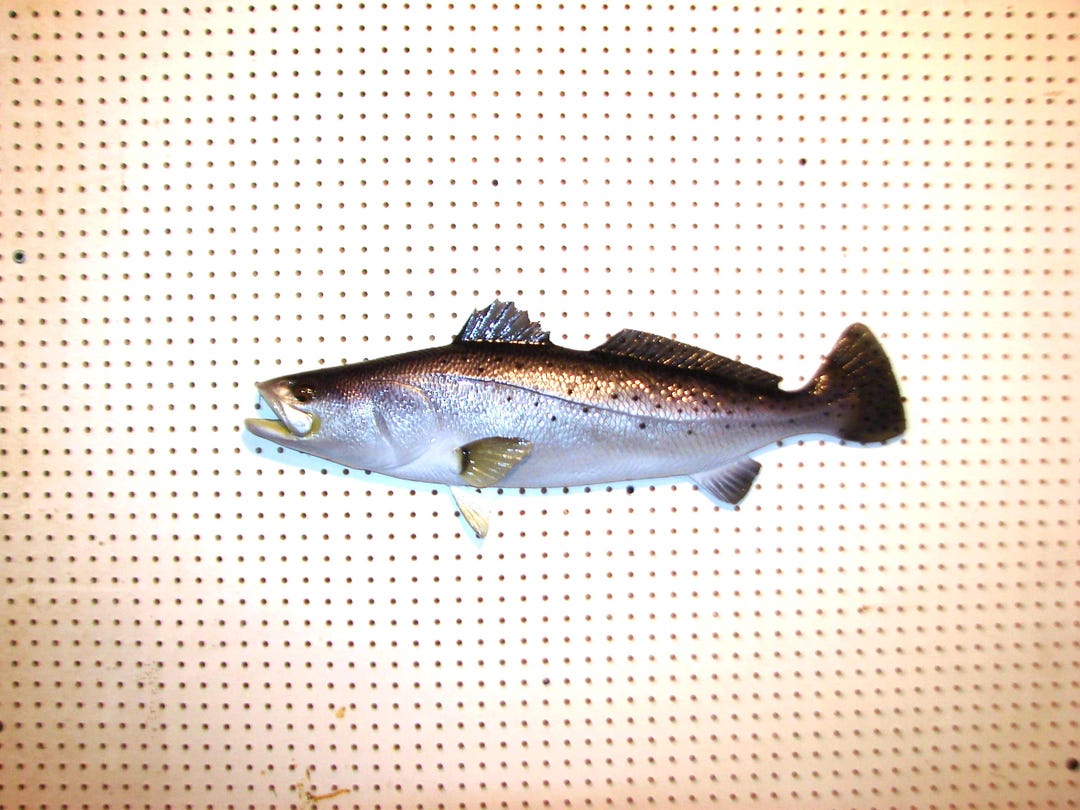 Speckled Sea Trout Hand Carved Replica Wall Mount Drum Sculpture ...