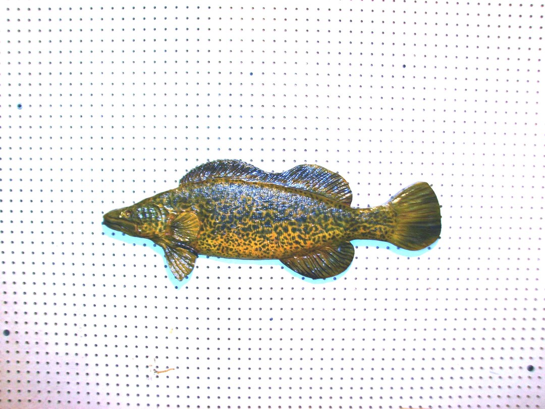 Chainsaw Carving Murray Cod Wall Mount Queensland Freshwater Cod River ...