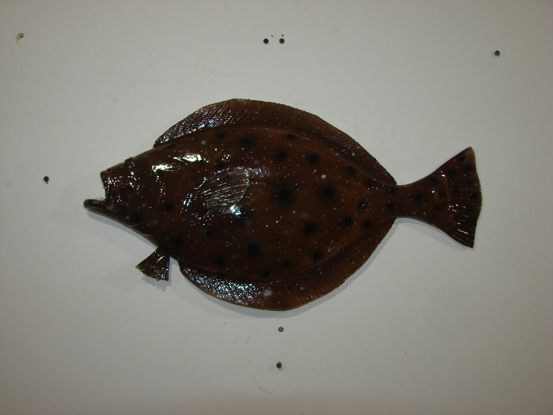 Flounder Fluke Wall Art Home Decor Sculpture Mount Taxidermy Fish ...