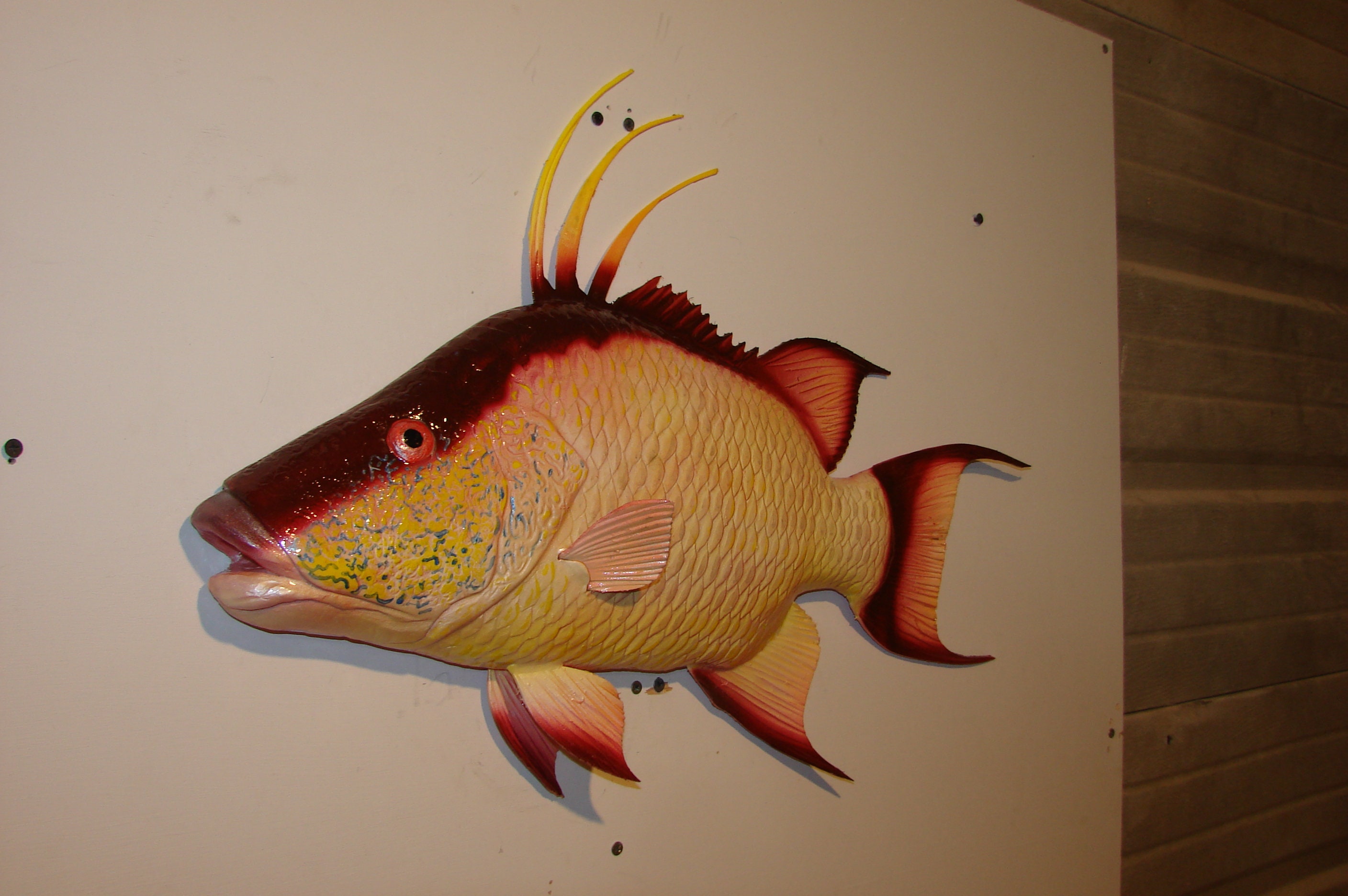 Hogfish Hand Carved Replica Wall Mount Sculpture Taxidermy Trophy Art ...