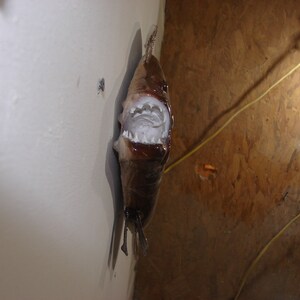 Flounder Fluke Wall Art Home Decor Sculpture Mount Taxidermy Fish ...