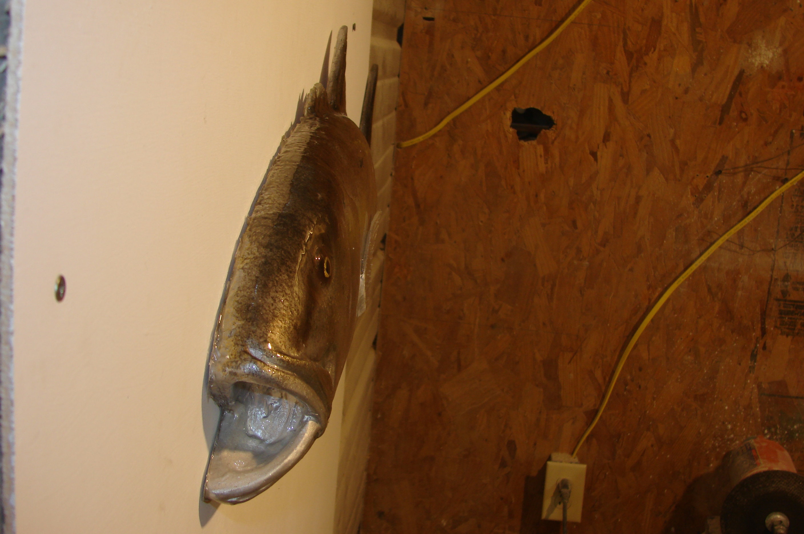 Amberjack Hand Made Wall Art Fish Mount Taxidermy Trophy - Etsy