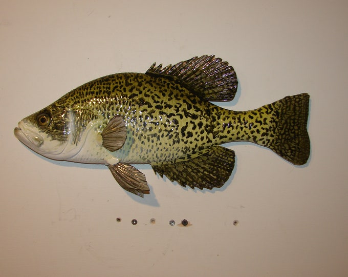 16" Crappie Carved Catfish River Cabin Bass Bream Shellcracker Fish ...