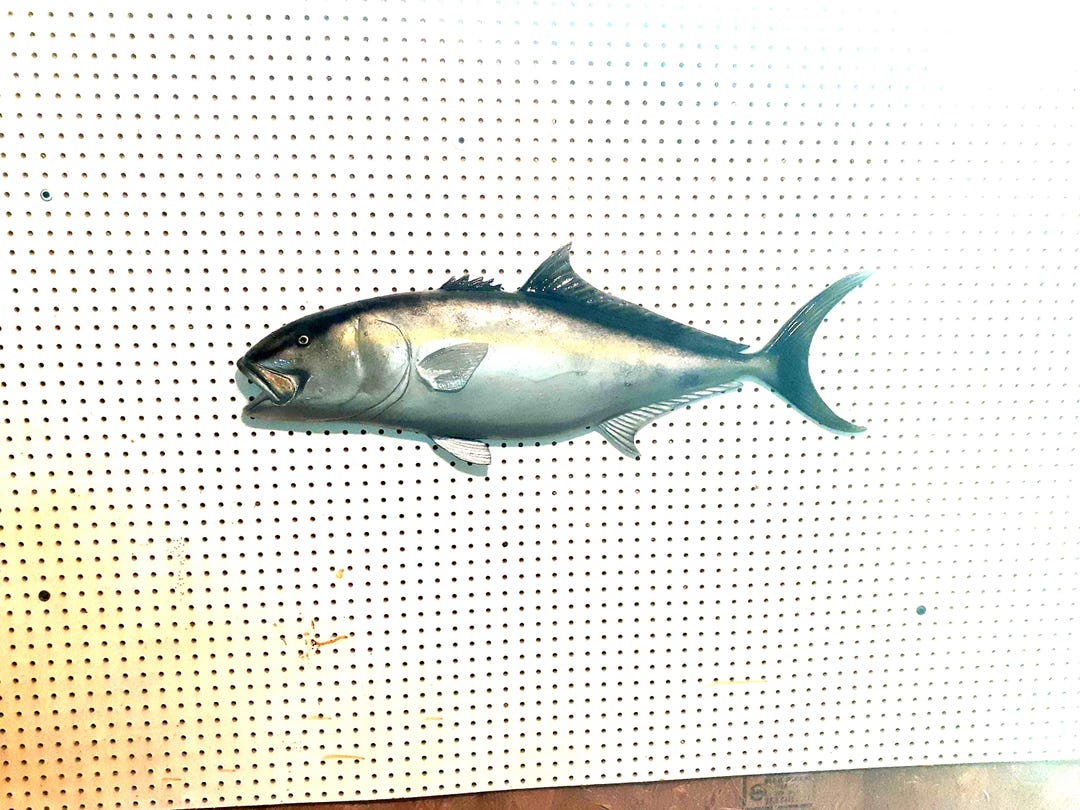 Amberjack Hand Made Wall Art Fish Mount Taxidermy Trophy Fishing Sport ...