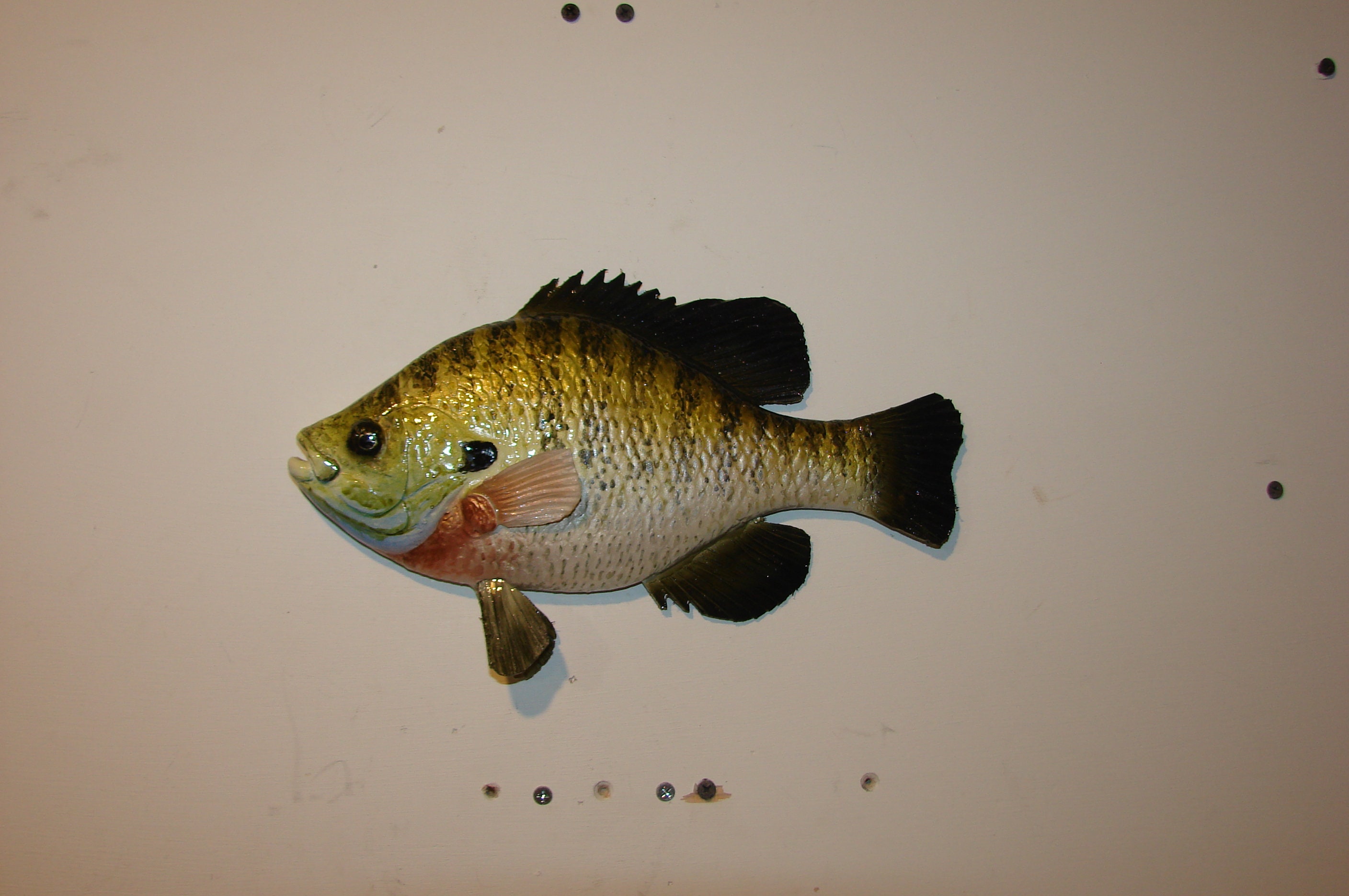 Bluegill 1/2 Mount Hand Carved Shellcracker Perch Bream Bass - Etsy