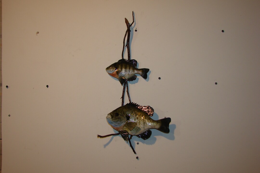 Bream Bluegill Shellcracker Fish Bass Trout Musky River Home Decor Hand ...