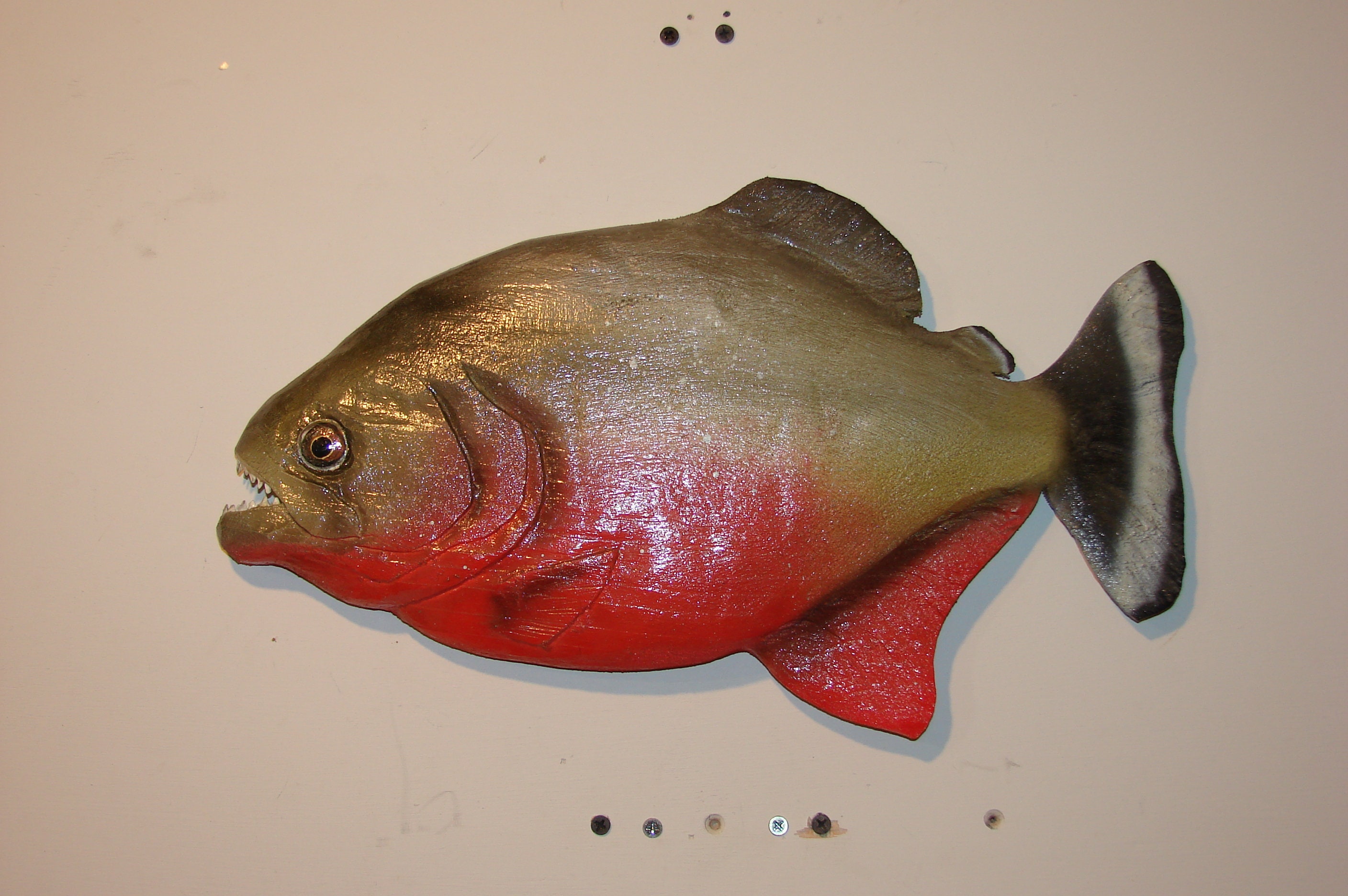 Red Belly Pacu Fish