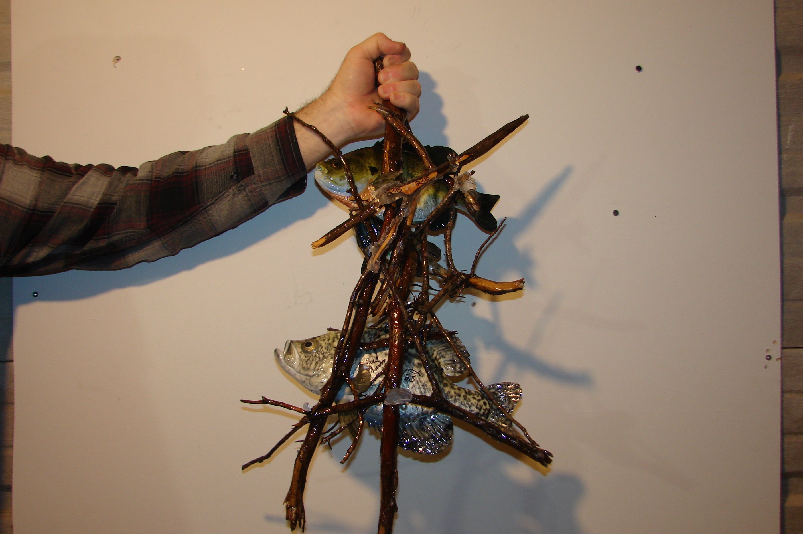 Crappie Bluegill Wall Display Bass Trout Musky River Home Decor Hand ...