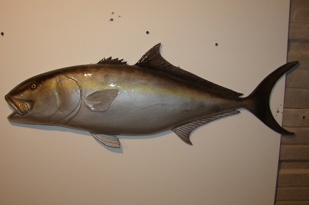Amberjack Hand Made Wall Art Fish Mount Taxidermy Trophy Fishing Sport ...