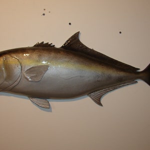 Amberjack Hand Made Wall Art Fish Mount Taxidermy Trophy Fishing Sport ...