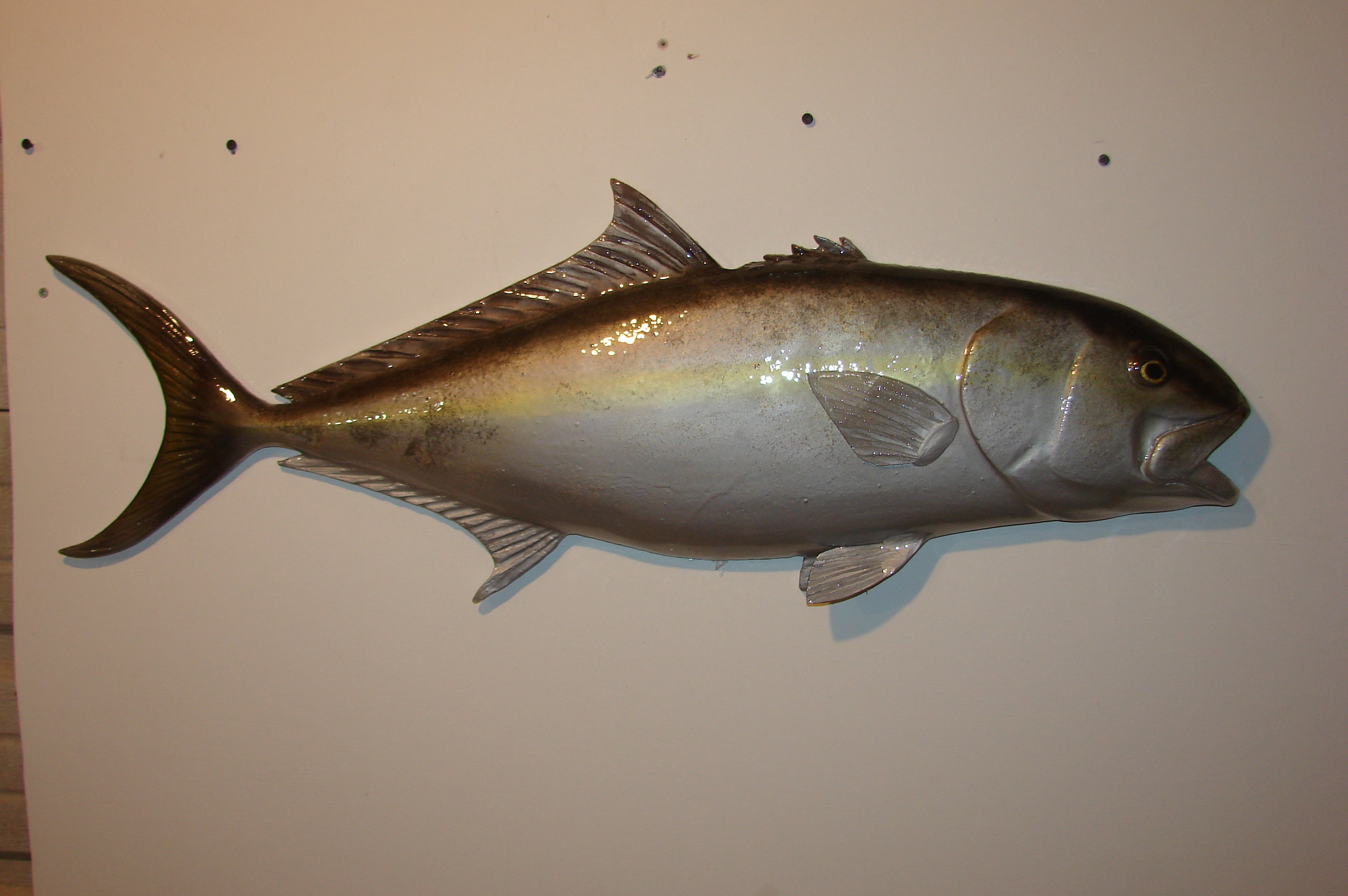 Baby Amberjack