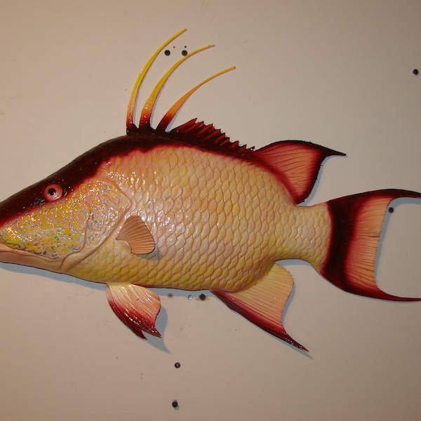 Hogfish - Etsy