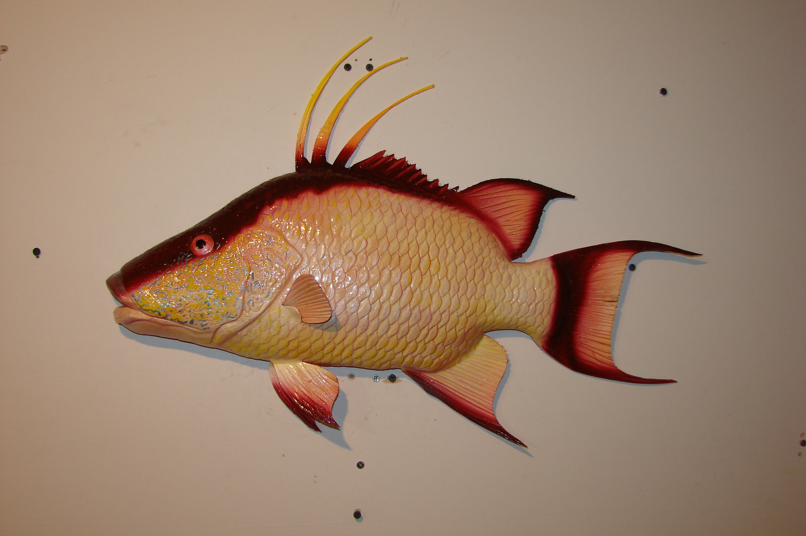 Hogfish Hand Carved Replica Wall Mount Sculpture Taxidermy Trophy Art ...