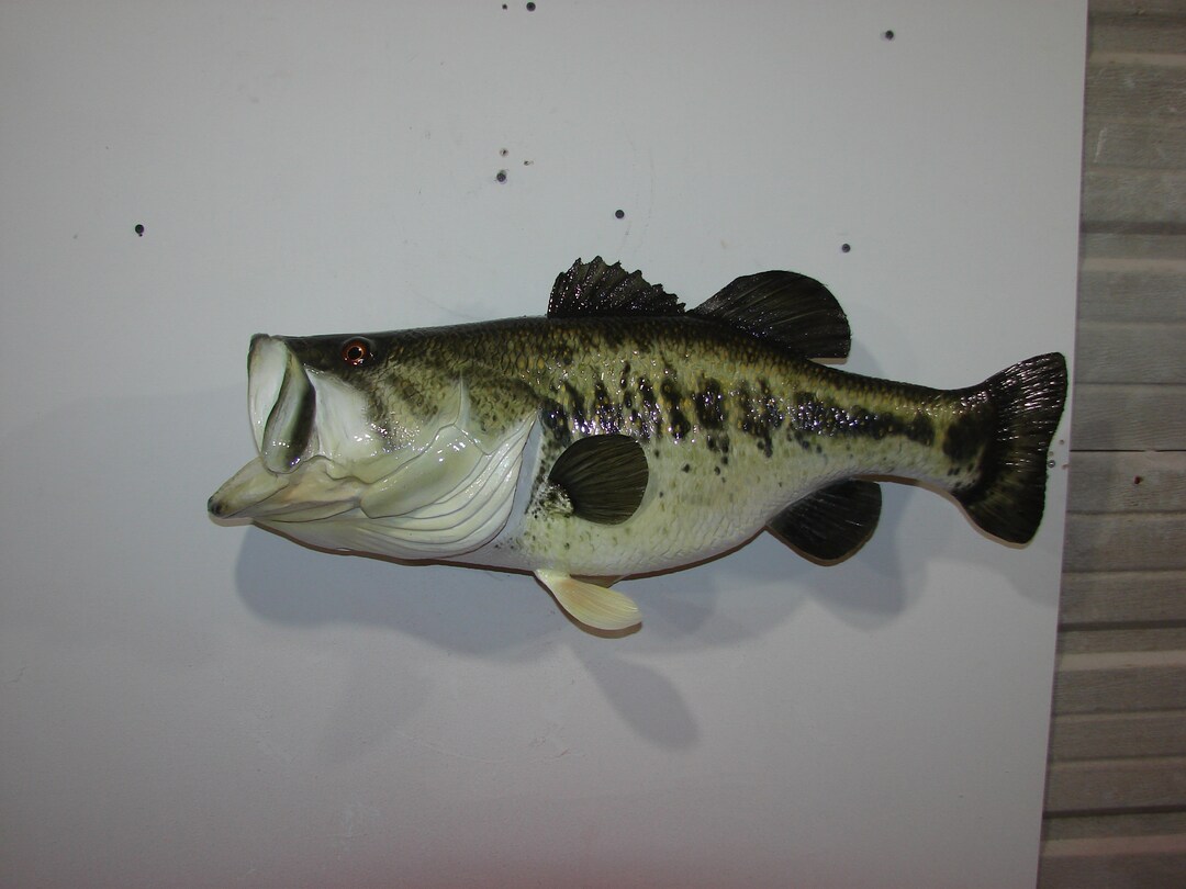 Hand Sculpted Largemouth Bass Bluegill Bream Taxidermy Replica Trout ...