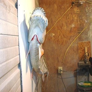 53" African Tigerfish Hand Carved Sculpted Replica Mount Wall Art ...