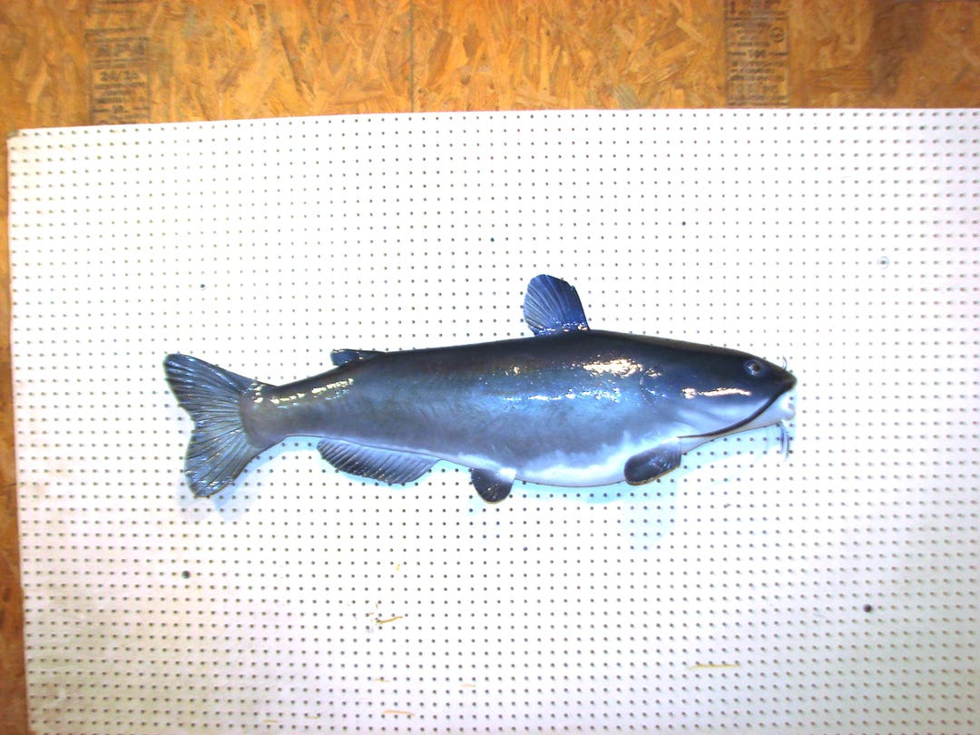 Catfish Carving Wall Mount Rustic Cabin River Lake Fish Wall Art Home ...