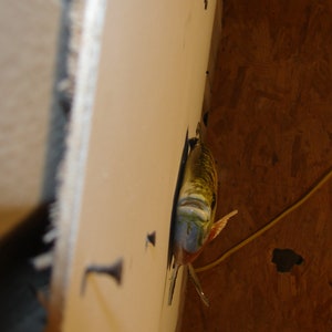 Bluegill 1/2 Mount Hand Carved Shellcracker Perch Bream Bass - Etsy