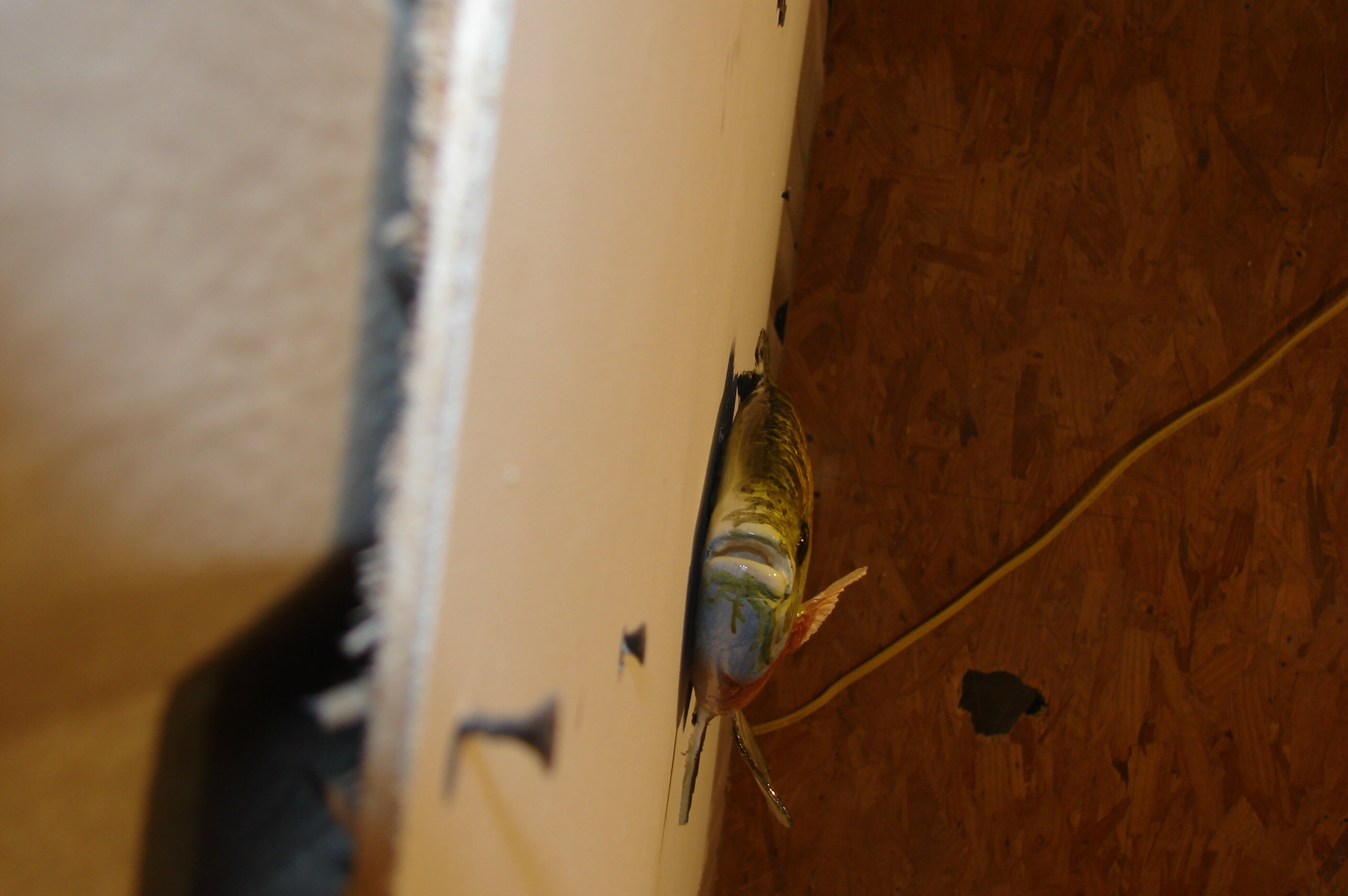 Bluegill 1/2 Mount Hand Carved Shellcracker Perch Bream Bass - Etsy