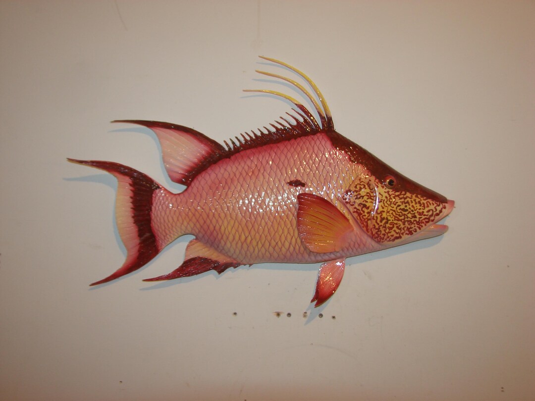 Hogfish Hand Carved Replica Wall Mount Sculpture Taxidermy Trophy Art ...