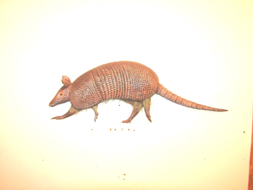 27" Armadillo Hand Sculpted Carved Texas Southwest Mexico Western Wall ...