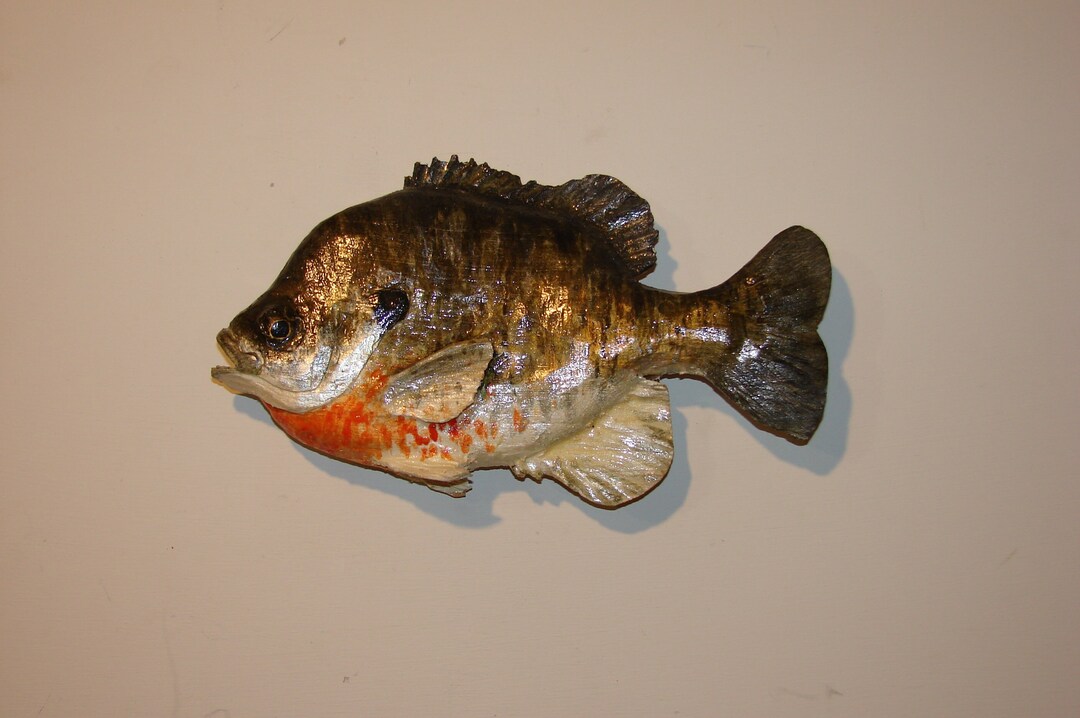 Carved Bluegill Chainsaw Carving Bream Shellcracker Fish Fishing ...